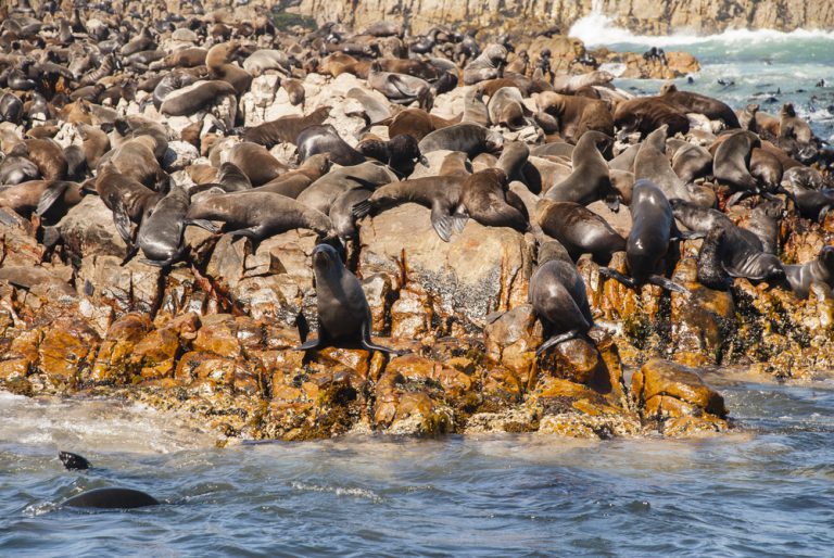 Top 10 Animal Islands | Auto Europe Blog